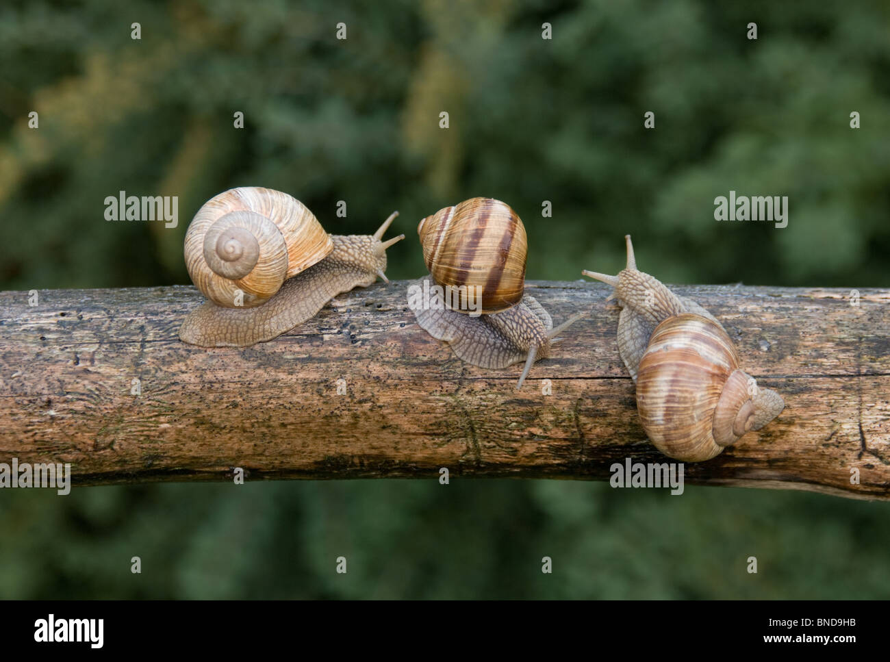 Garden snails group hi-res stock photography and images - Alamy