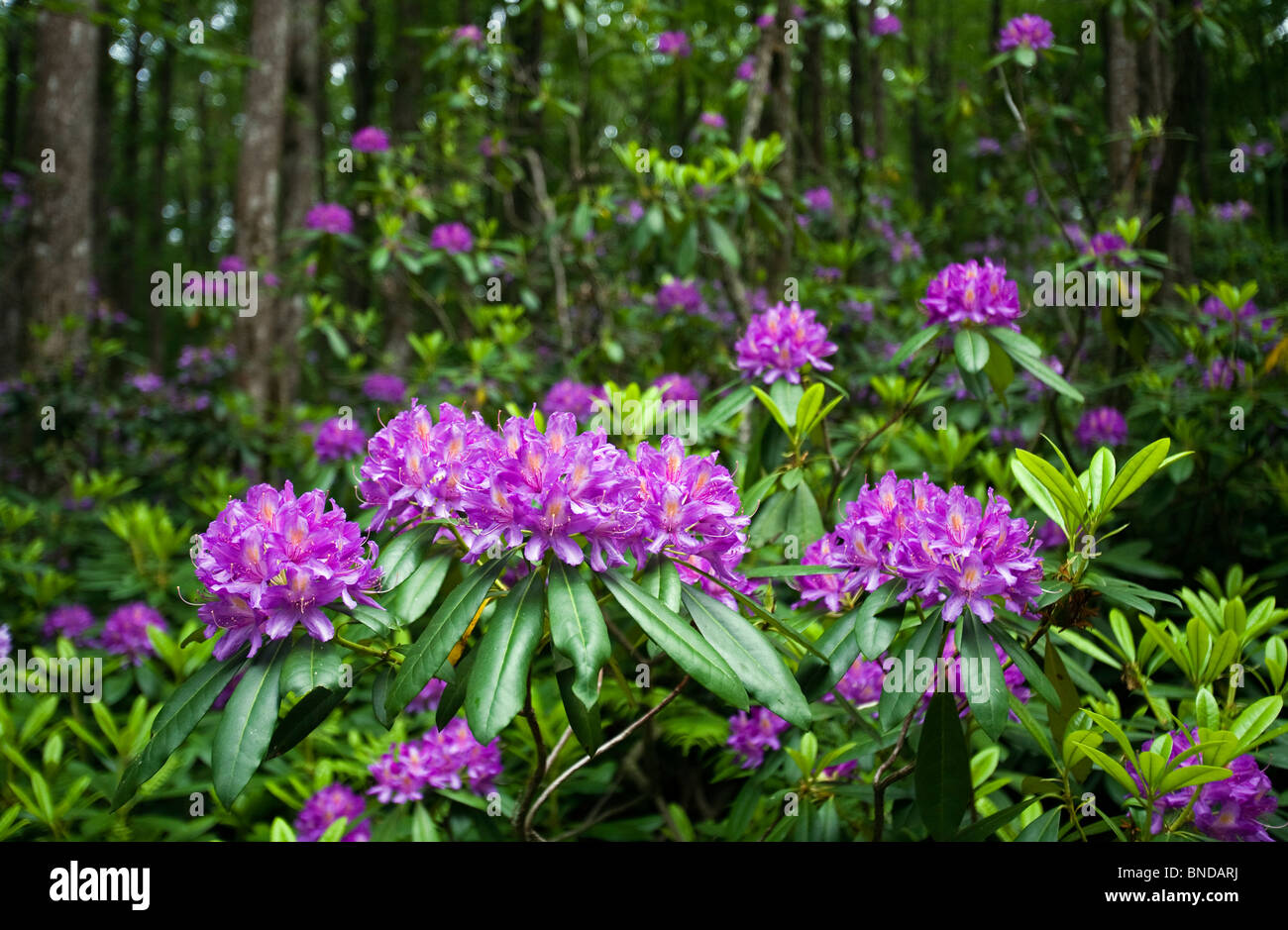 Rhododendron wild flowers blossoming in Istranca Mountains of Black Sea ...