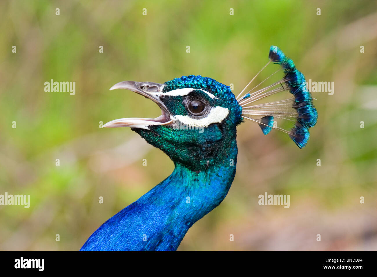 Calling peacock hi-res stock photography and images - Alamy