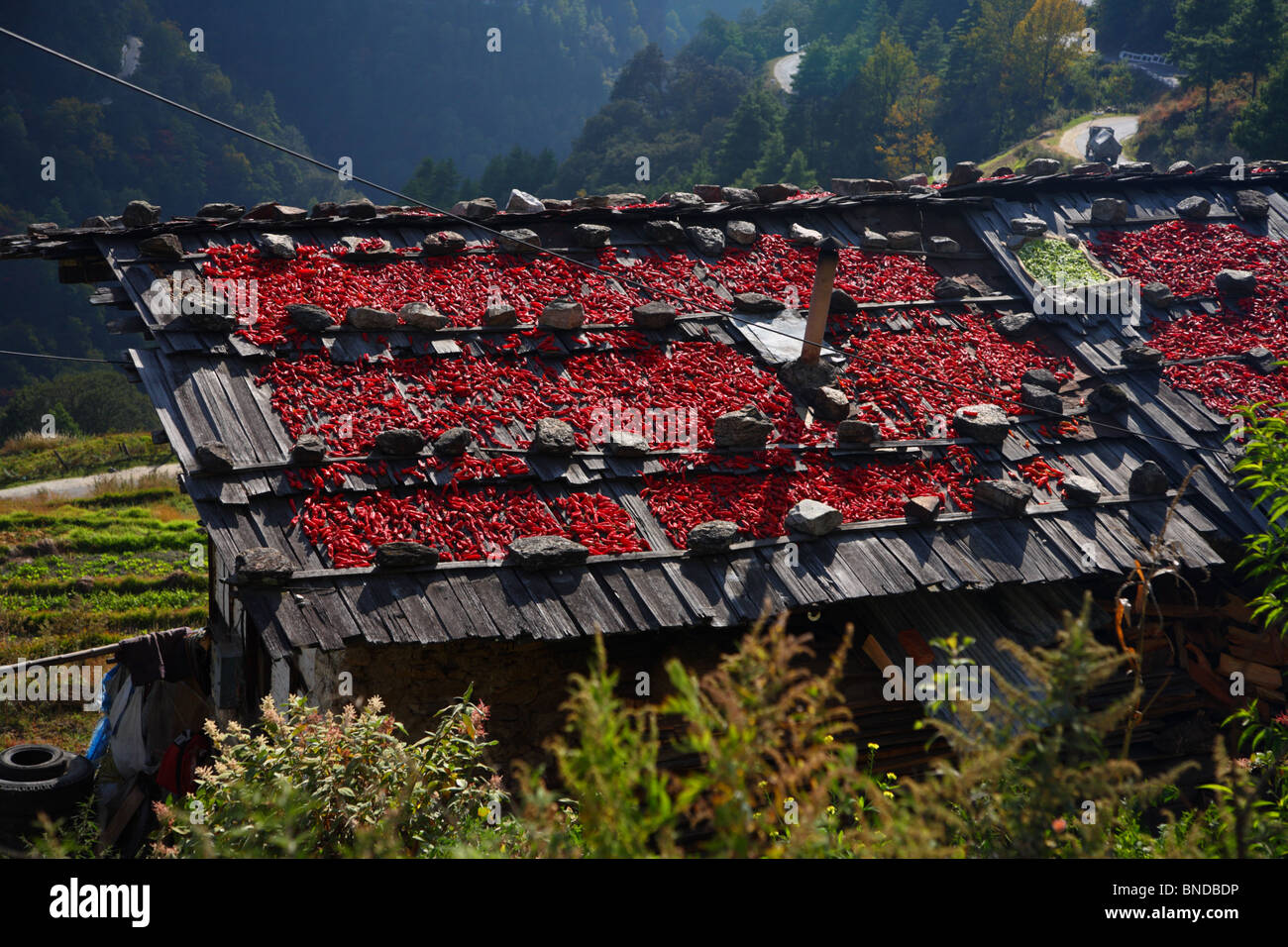 Chili pepper chilli hi-res stock photography and images - Alamy
