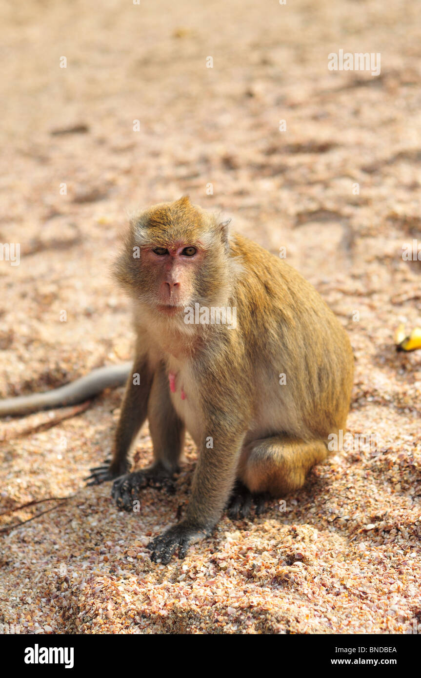 Monkey, Staring Monkey, soft monkey Stock Photo - Alamy