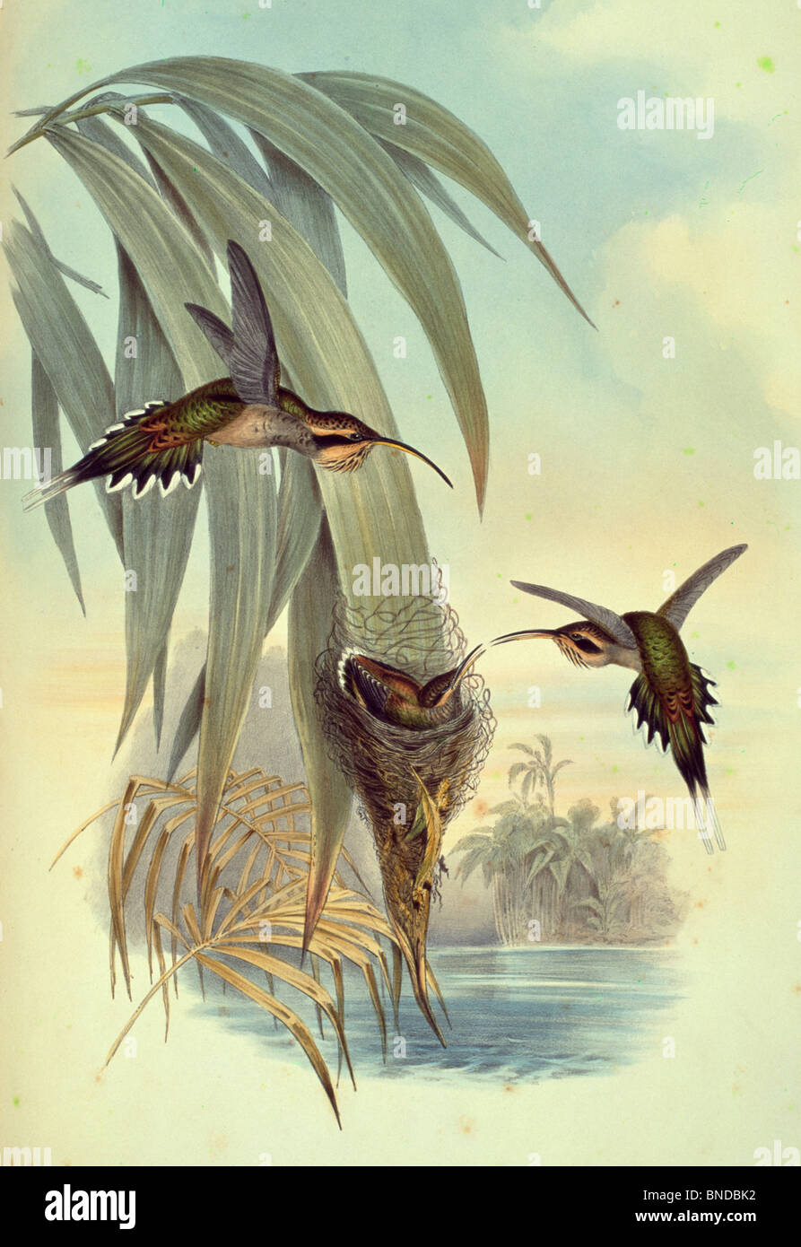 Phoethornis hi-res stock photography and images - Alamy