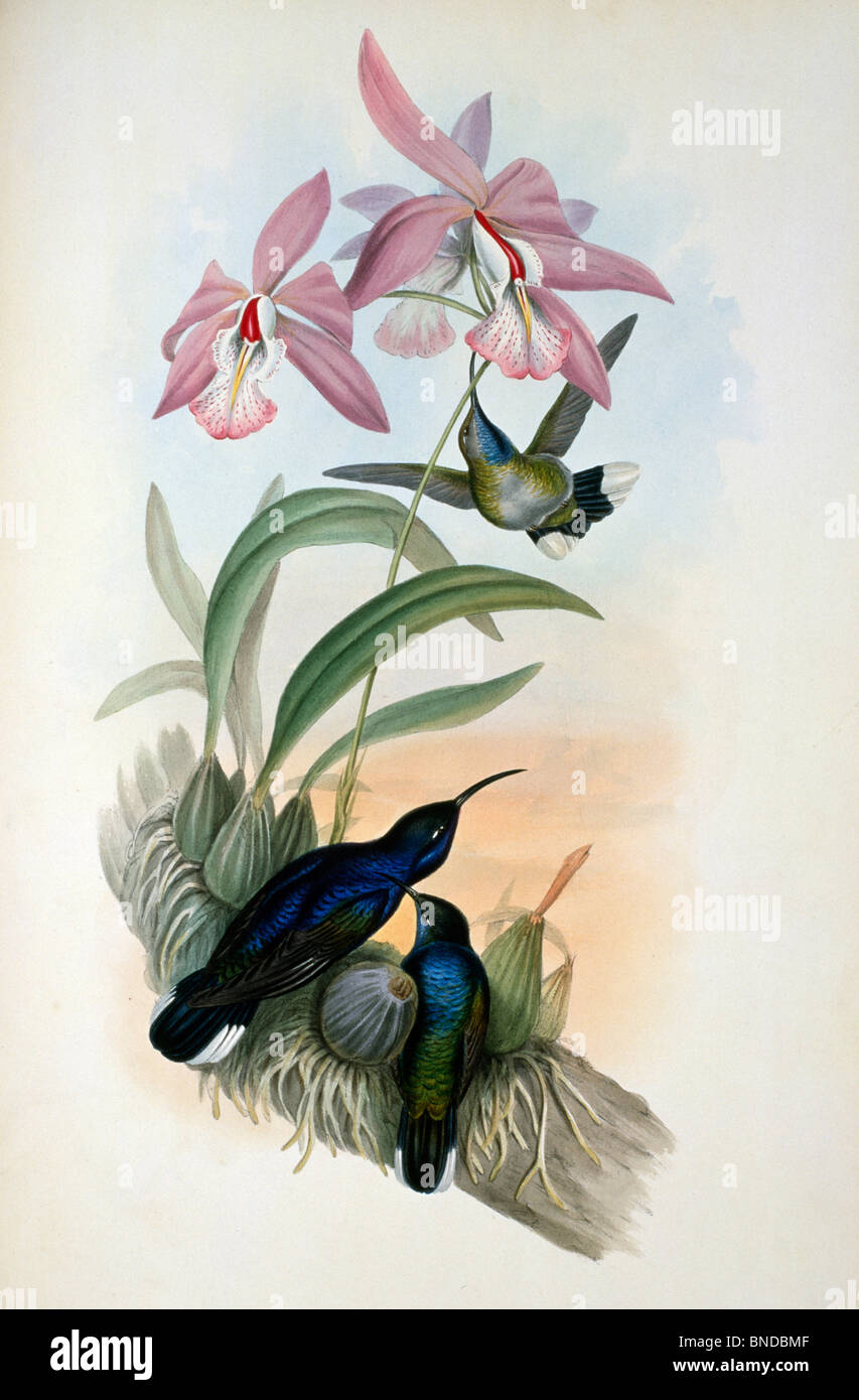 1804 in 1861 hi-res stock photography and images - Alamy