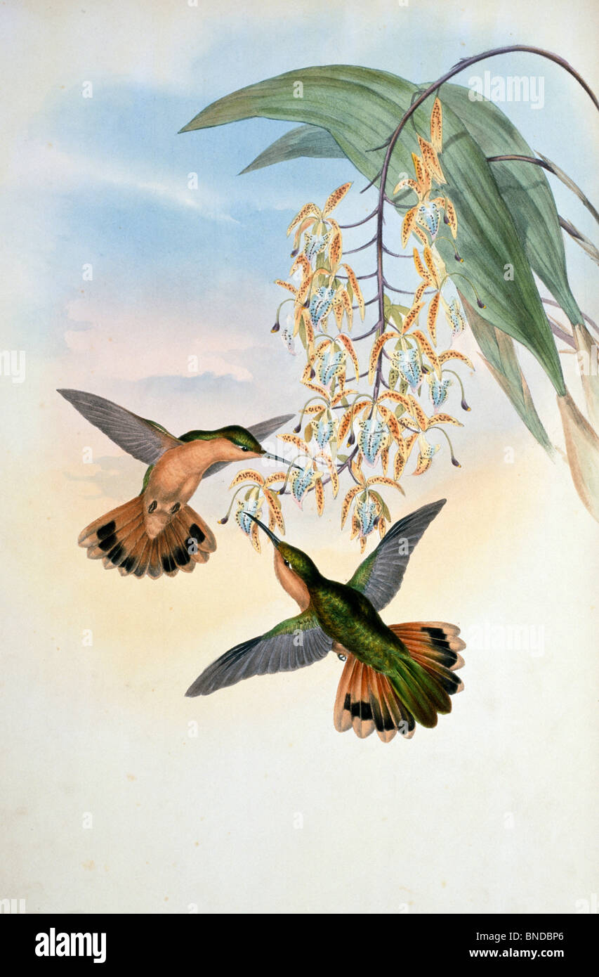Fawn-Breasted Sabre-Wing Hermit (Campylopterus Rufus) by John Gould ...