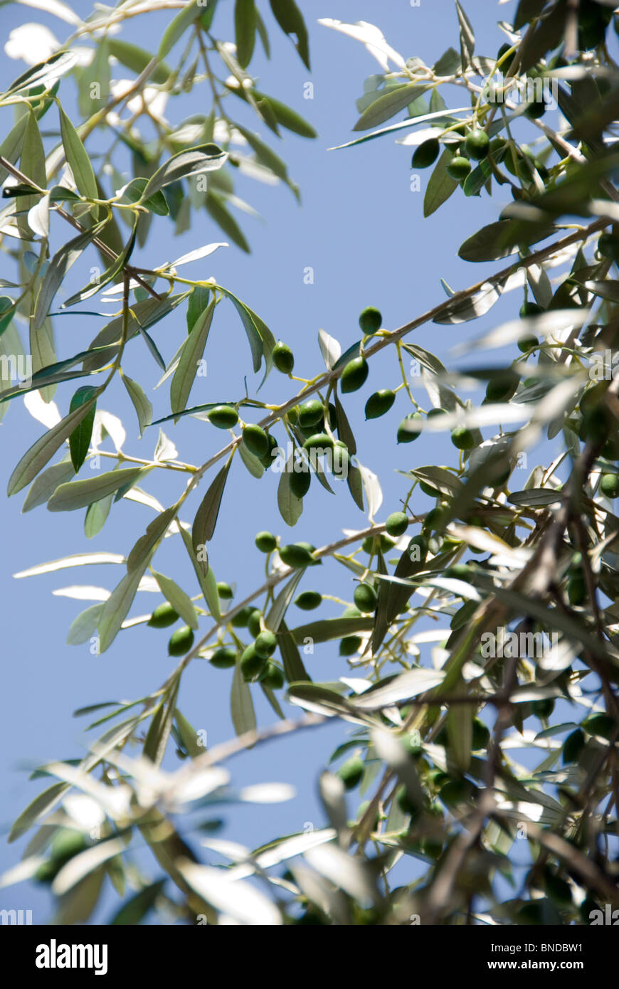 Important fruit hi-res stock photography and images - Alamy