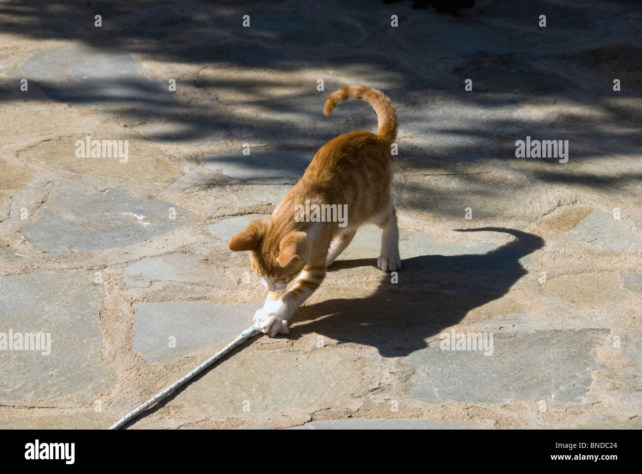 Kitten playing with rope Stock Photo - Alamy