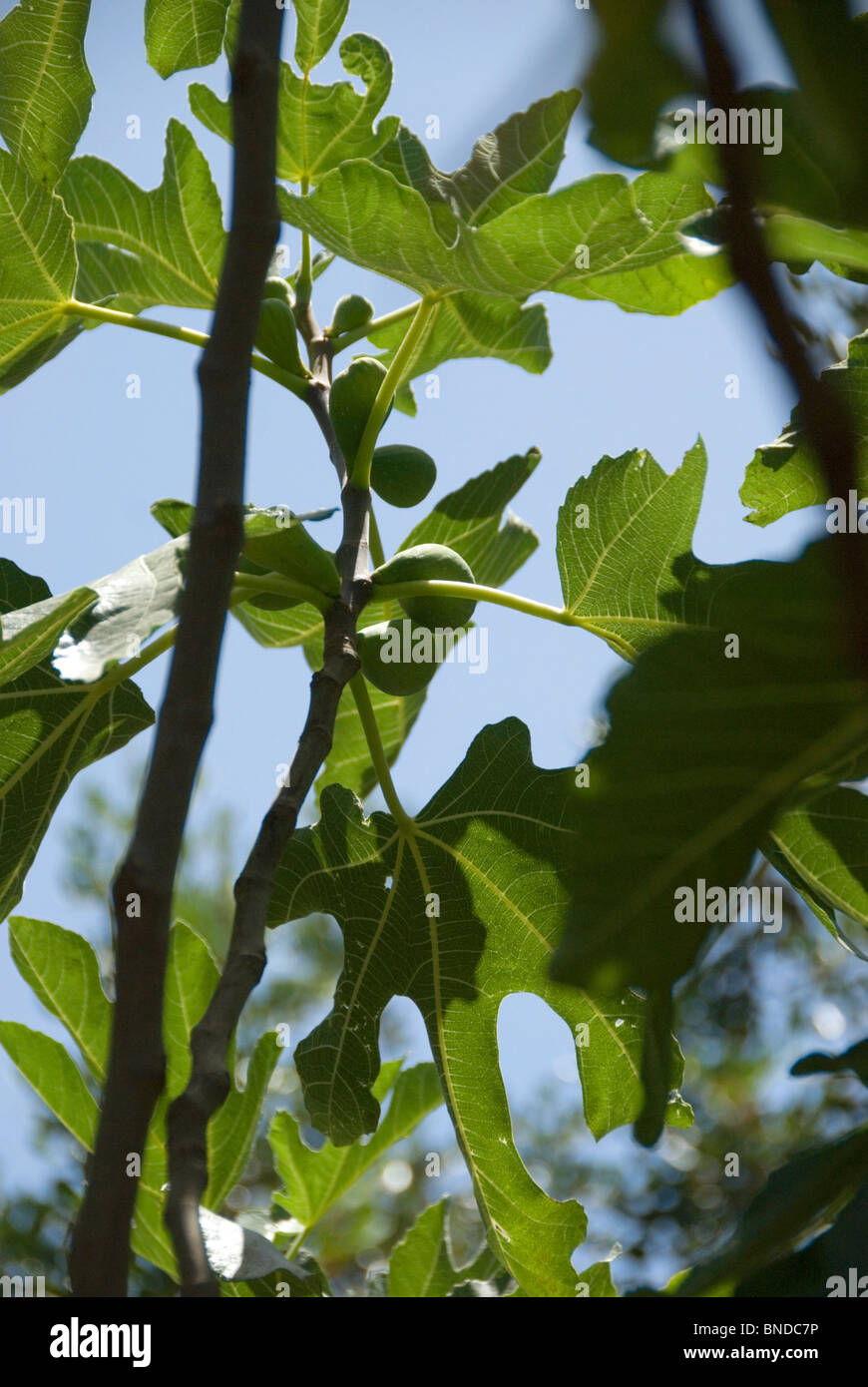 Fig tree with ripening fruit Stock Photo - Alamy