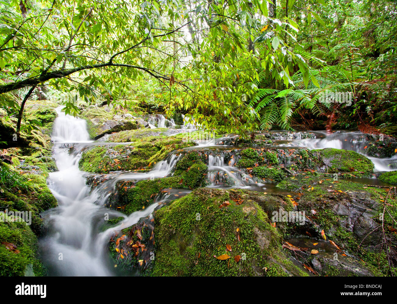Flowing stream in temperate rainforest, Barrington Tops National Park ...