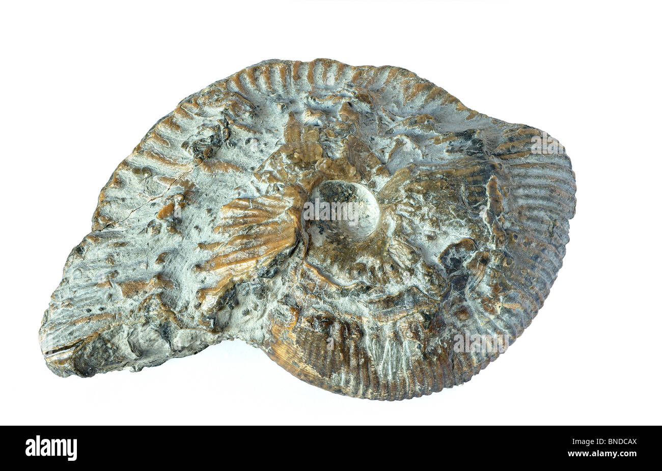 Fossil ammonite on white background Stock Photo - Alamy