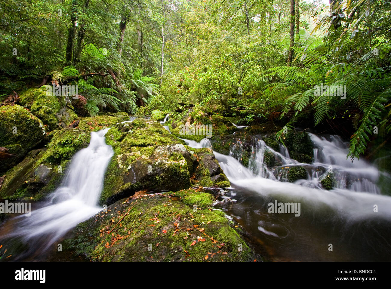 Flowing stream in temperate rainforest, Barrington Tops National Park ...