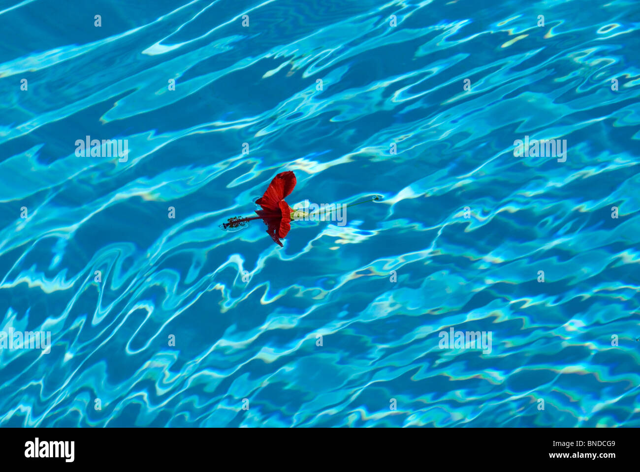 Red Hibiscus flower floating in swimming pool Stock Photo - Alamy