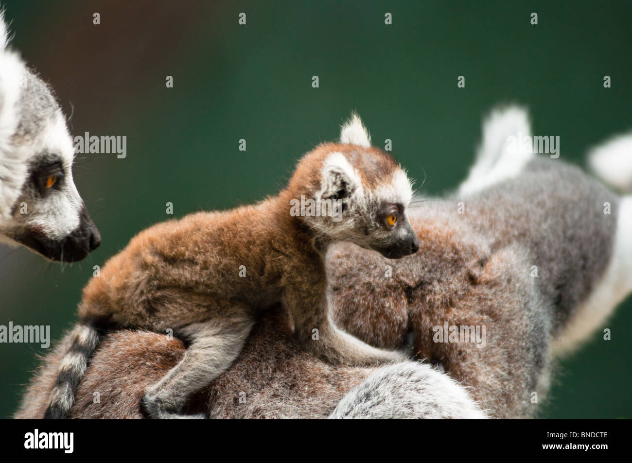 Baby ring tailed Lemur on mother's back Stock Photo - Alamy