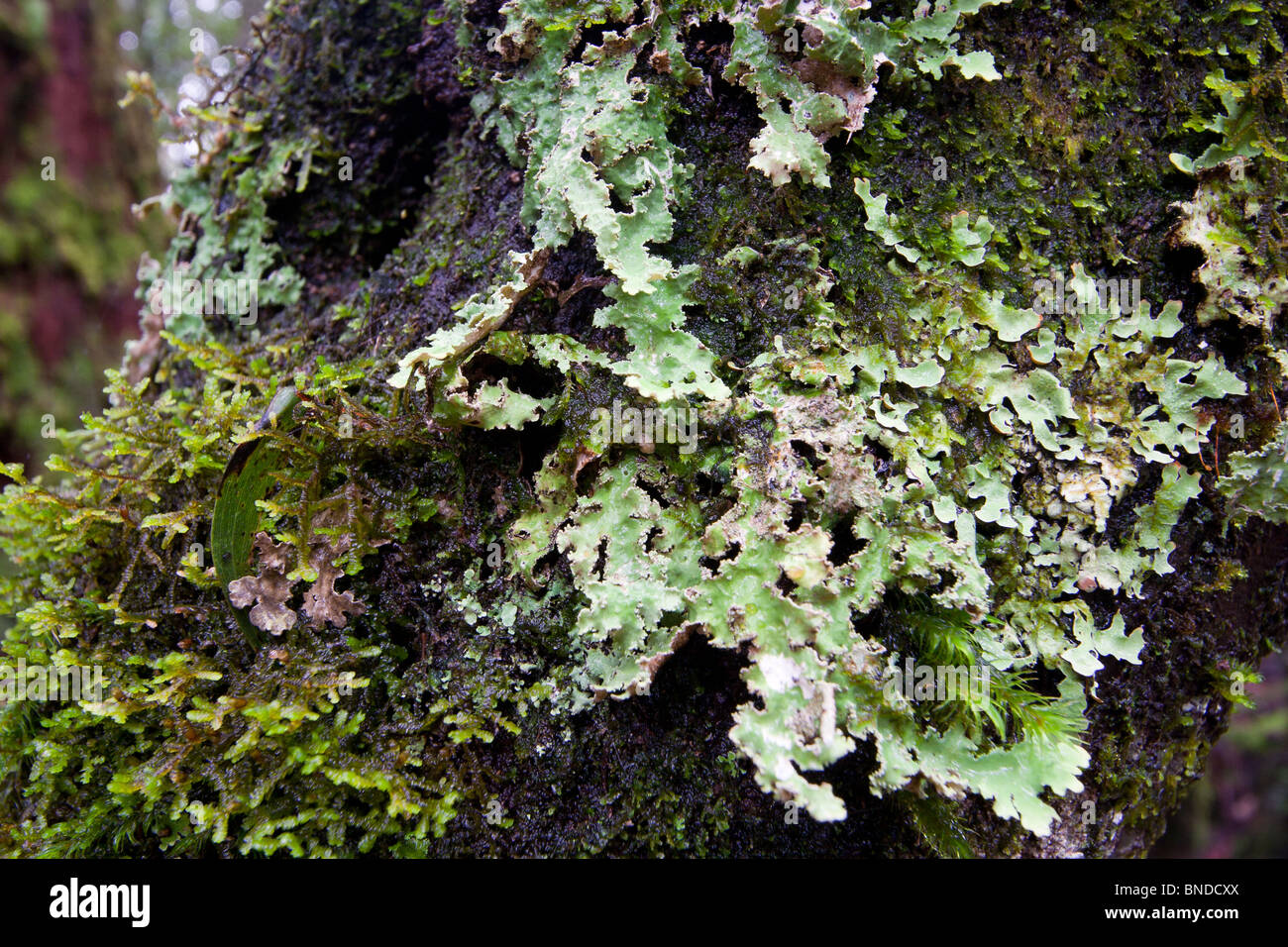Australian lichen hi-res stock photography and images - Alamy