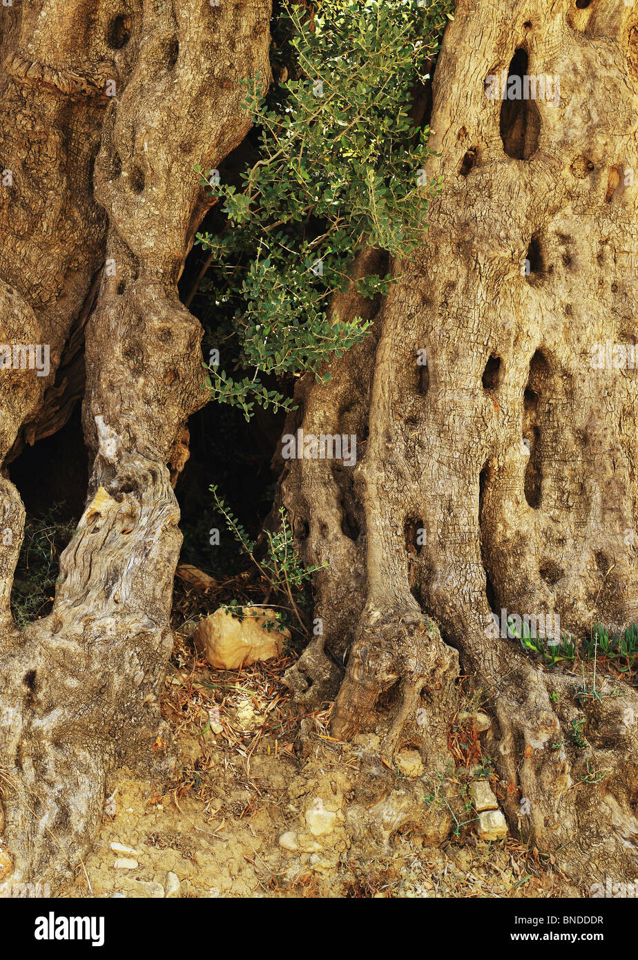 The gnarled and riven trunk of an ancient Cretan olive tree, still ...