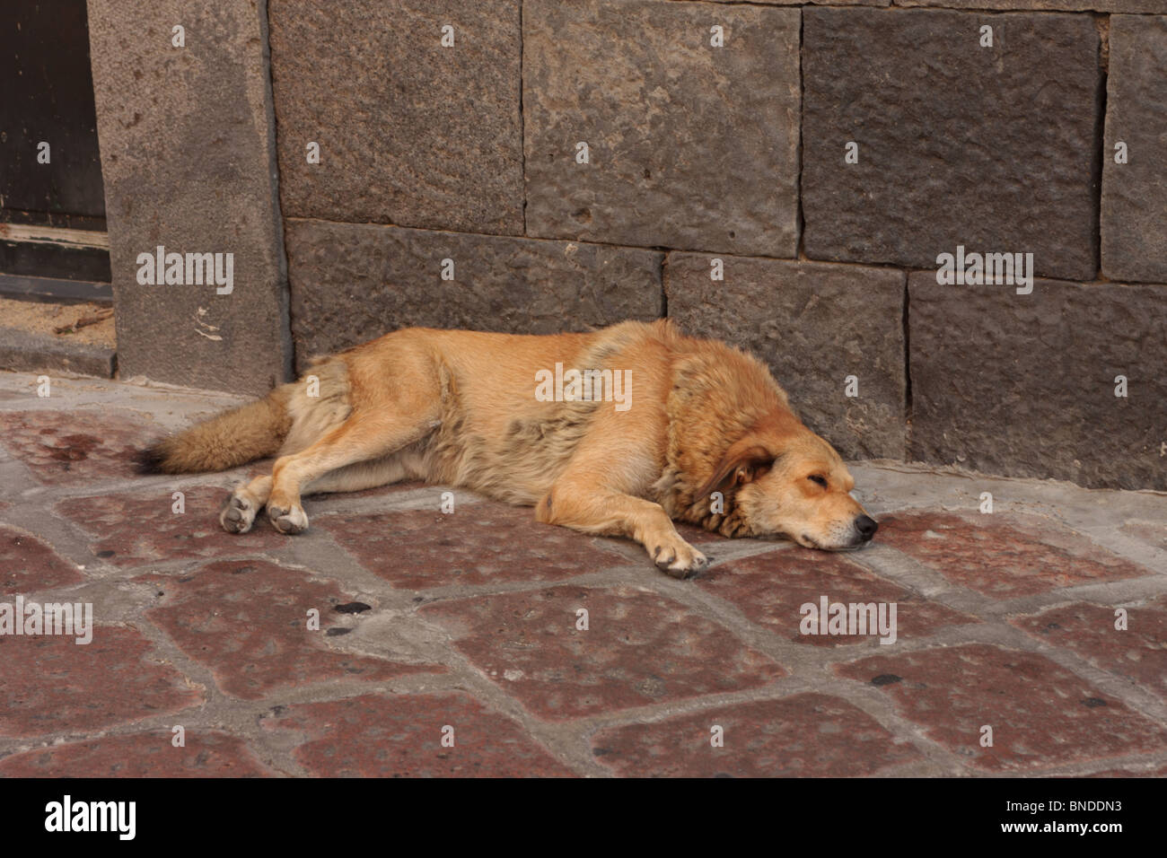 Stray dog and italy hi-res stock photography and images - Alamy