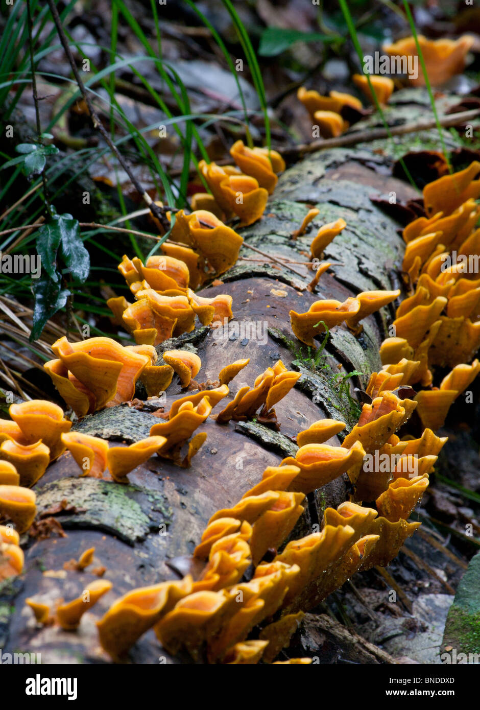 Yellow fungi growing on a rotting log in a rainforest, Barrington Tops ...