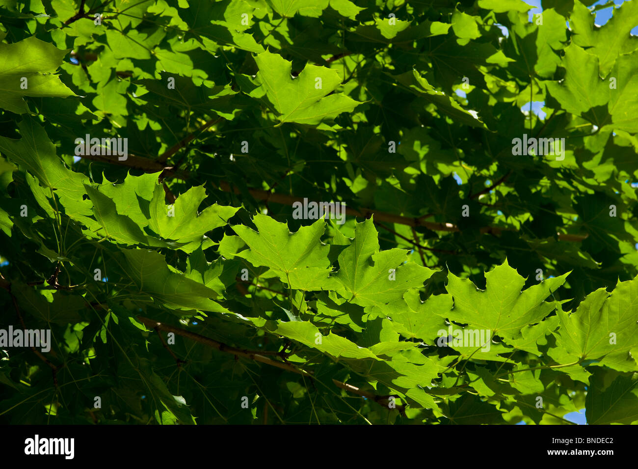 Green maple tree leaves Stock Photo - Alamy