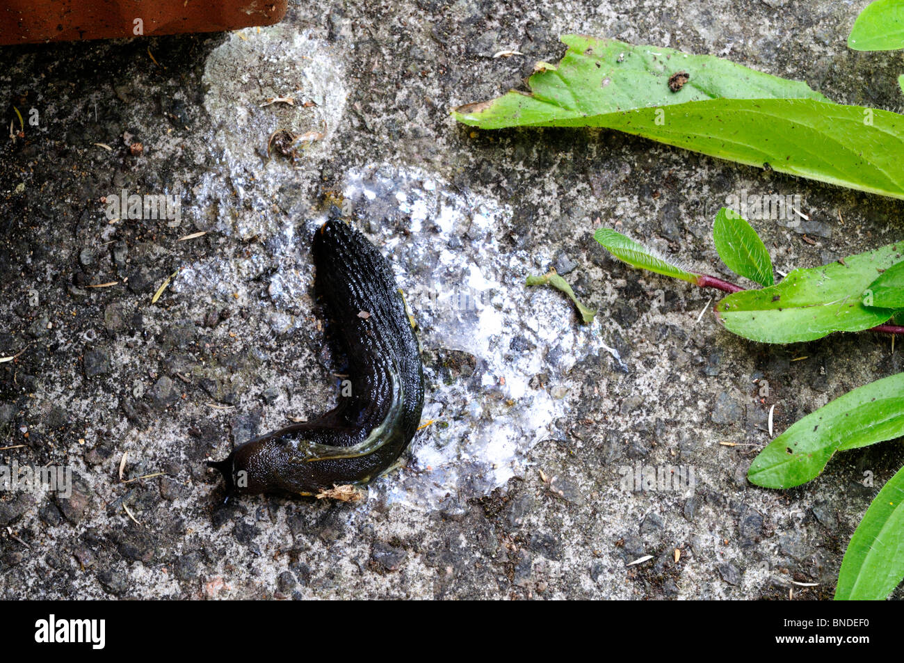 Slug control by pellets baits containing metaldehyde Stock Photo - Alamy