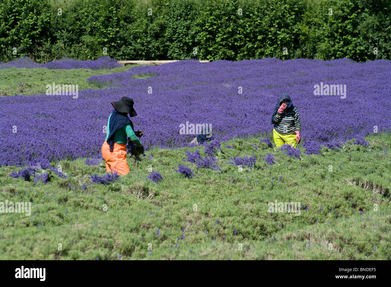 Lavender Fields in Kent UK Stock Photo - Alamy