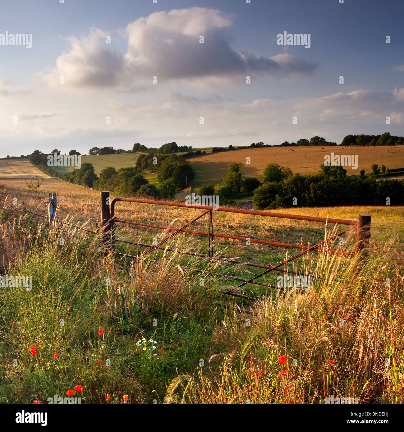 Evening summer sunshine across fields and wildflowers, Cranborne Chase ...