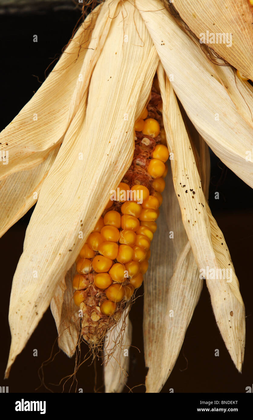Dry indian corn Stock Photo - Alamy