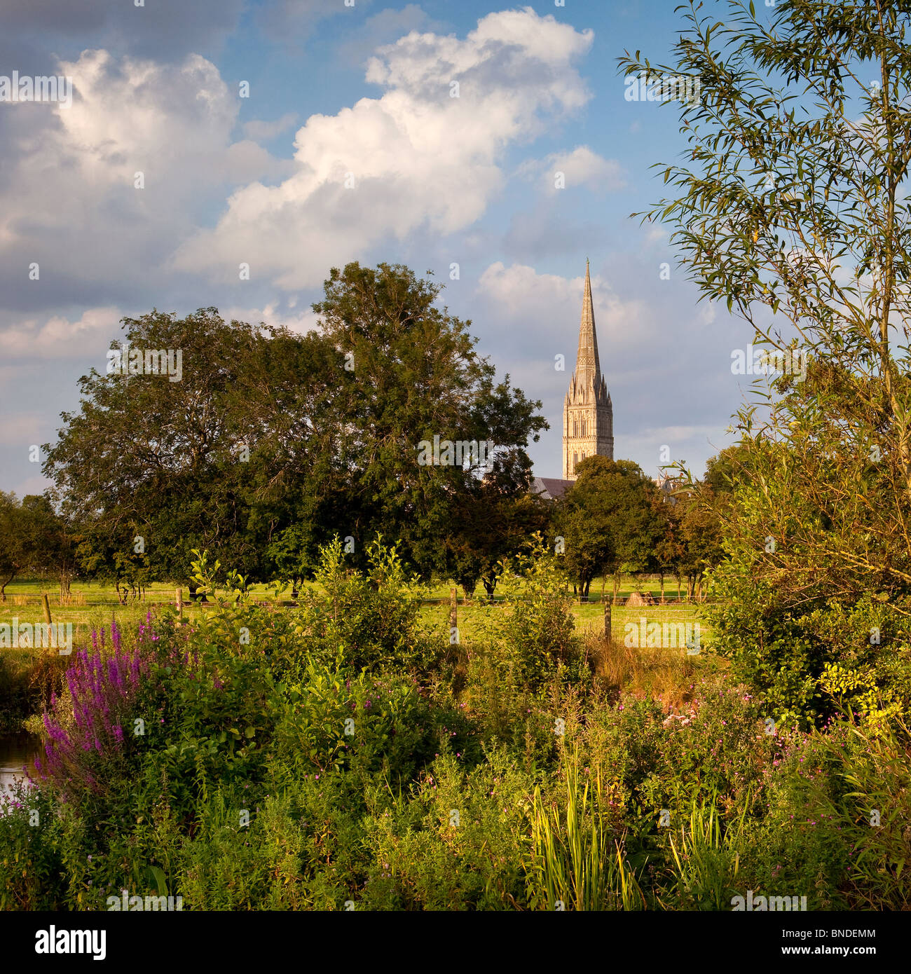 Evening summer sunshine on Salisbury Cathedral, Wiltshire viewed across ...