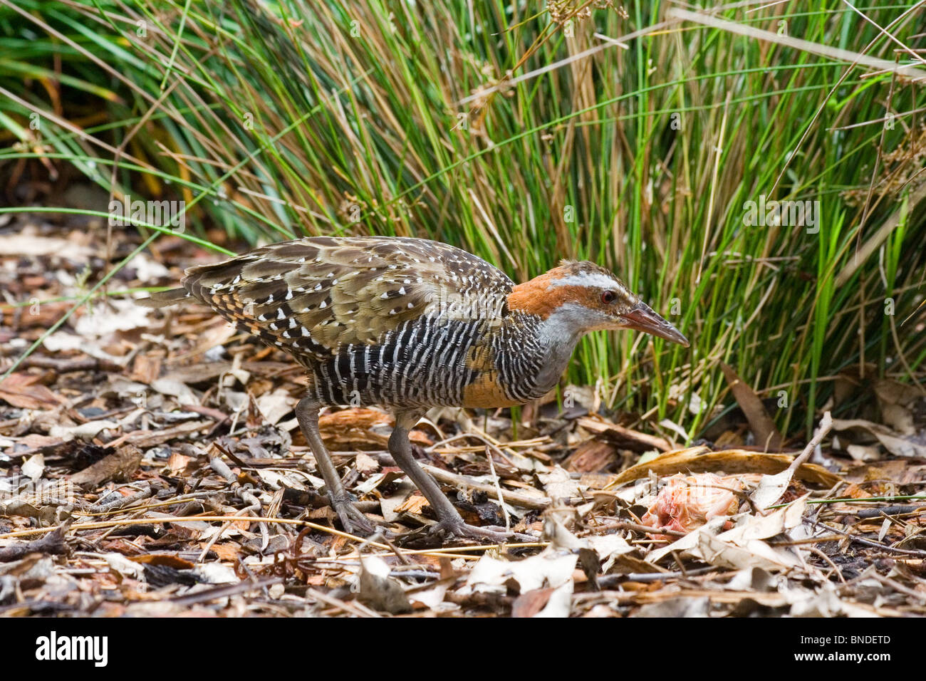 Buff-banded Rail (Gallirallus philippensis), Australia Stock Photo - Alamy