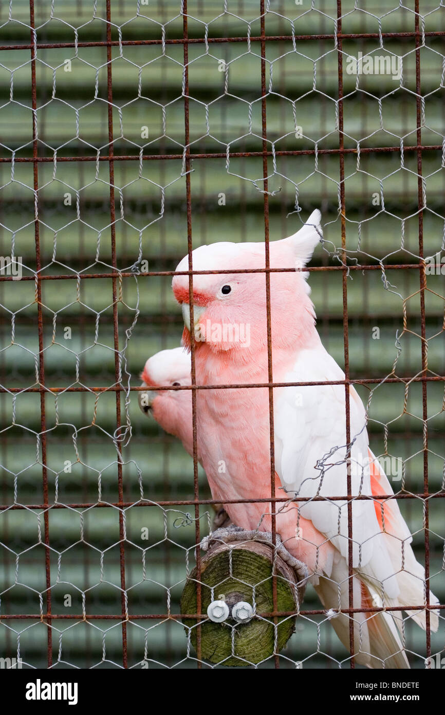Leadbeaters cockatoos hi-res stock photography and images - Alamy