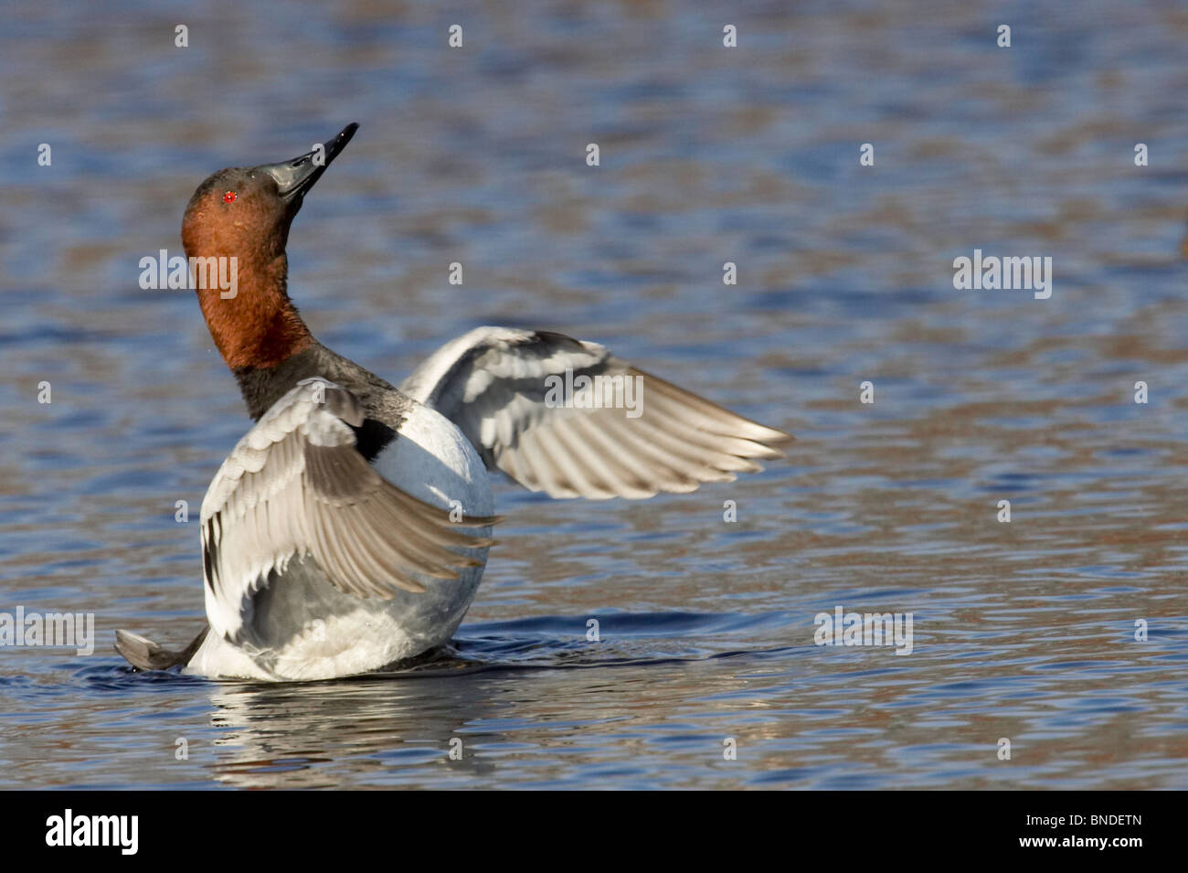 Drake canvasback duck hi-res stock photography and images - Alamy