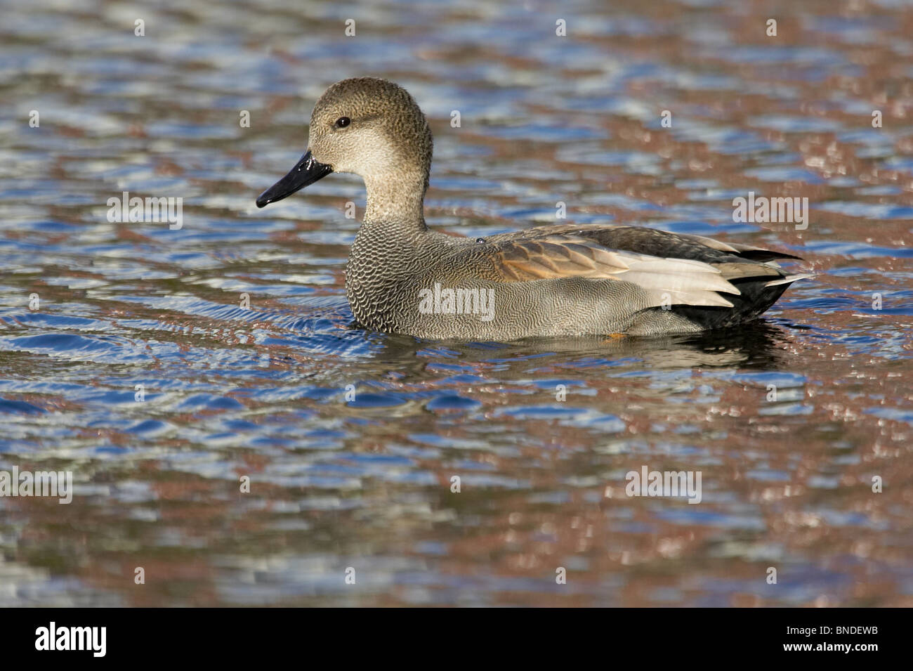 Male gadwall hi-res stock photography and images - Alamy