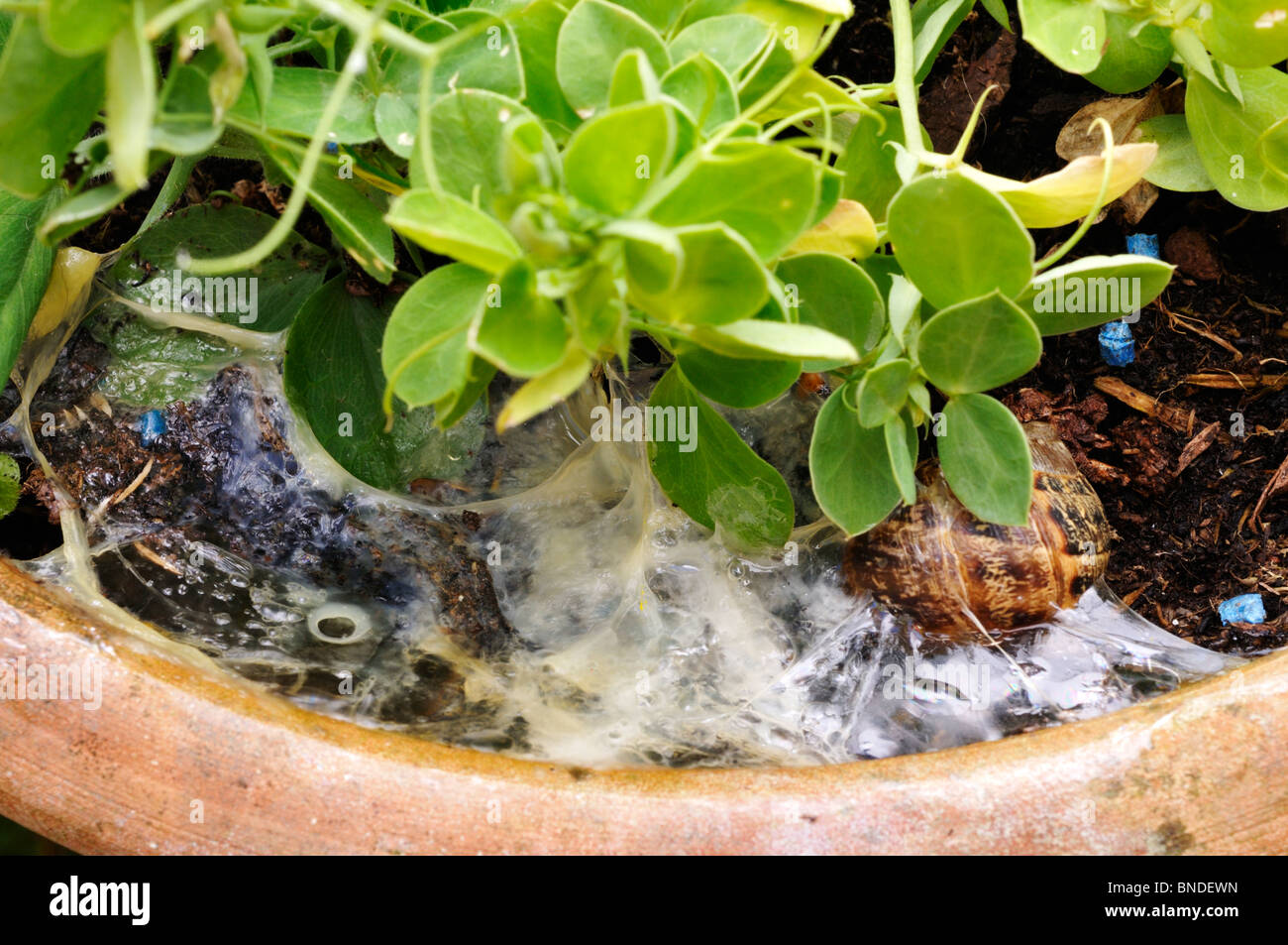 Snail control by blue pellets baits containing metaldehyde Stock Photo ...
