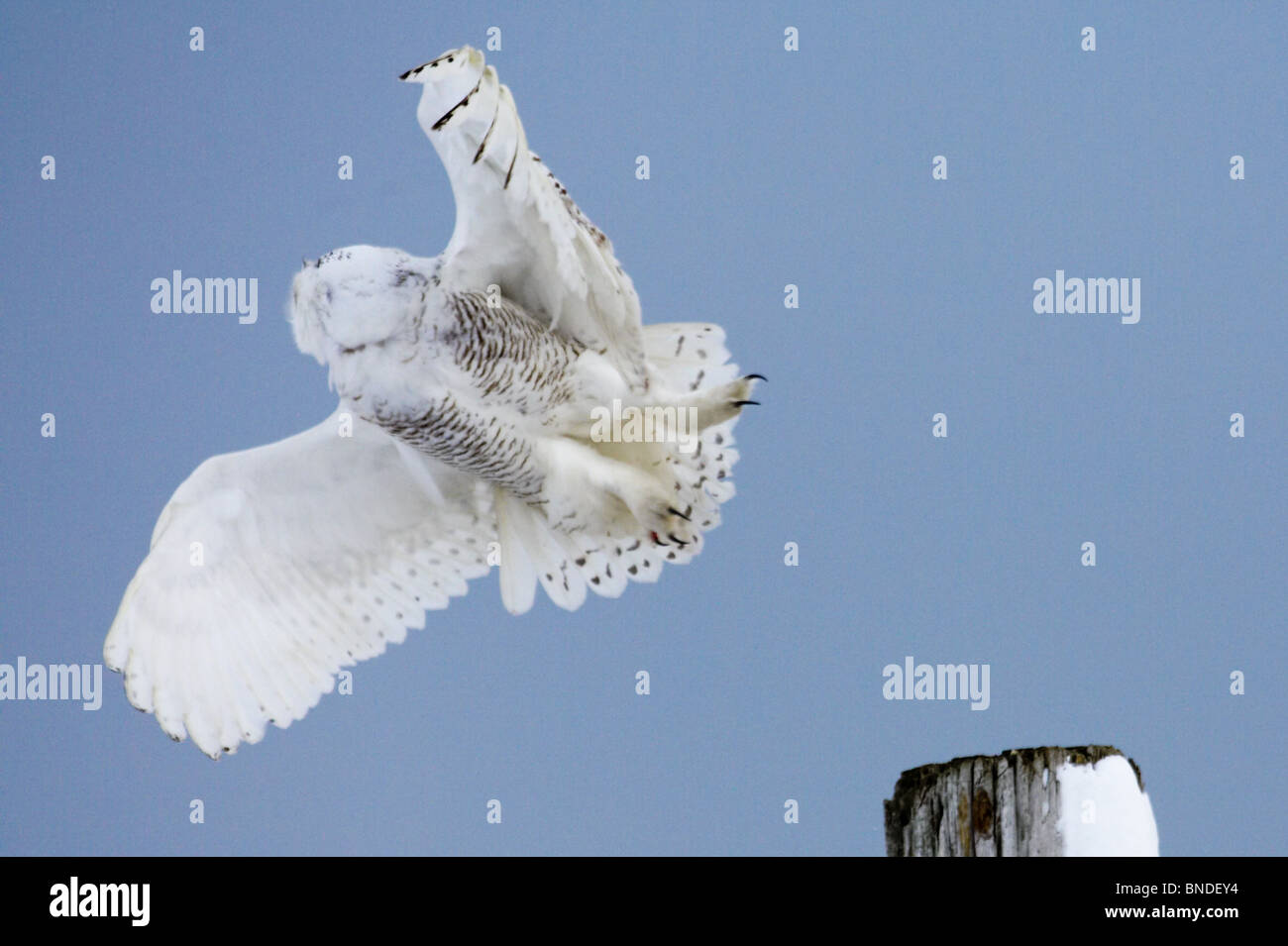 Owl taking flight hi-res stock photography and images - Alamy