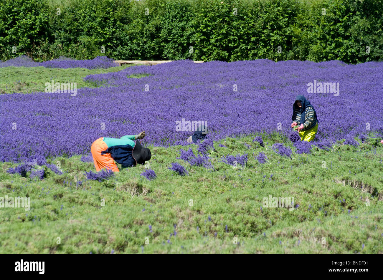 Lavender Fields in Kent UK Stock Photo - Alamy