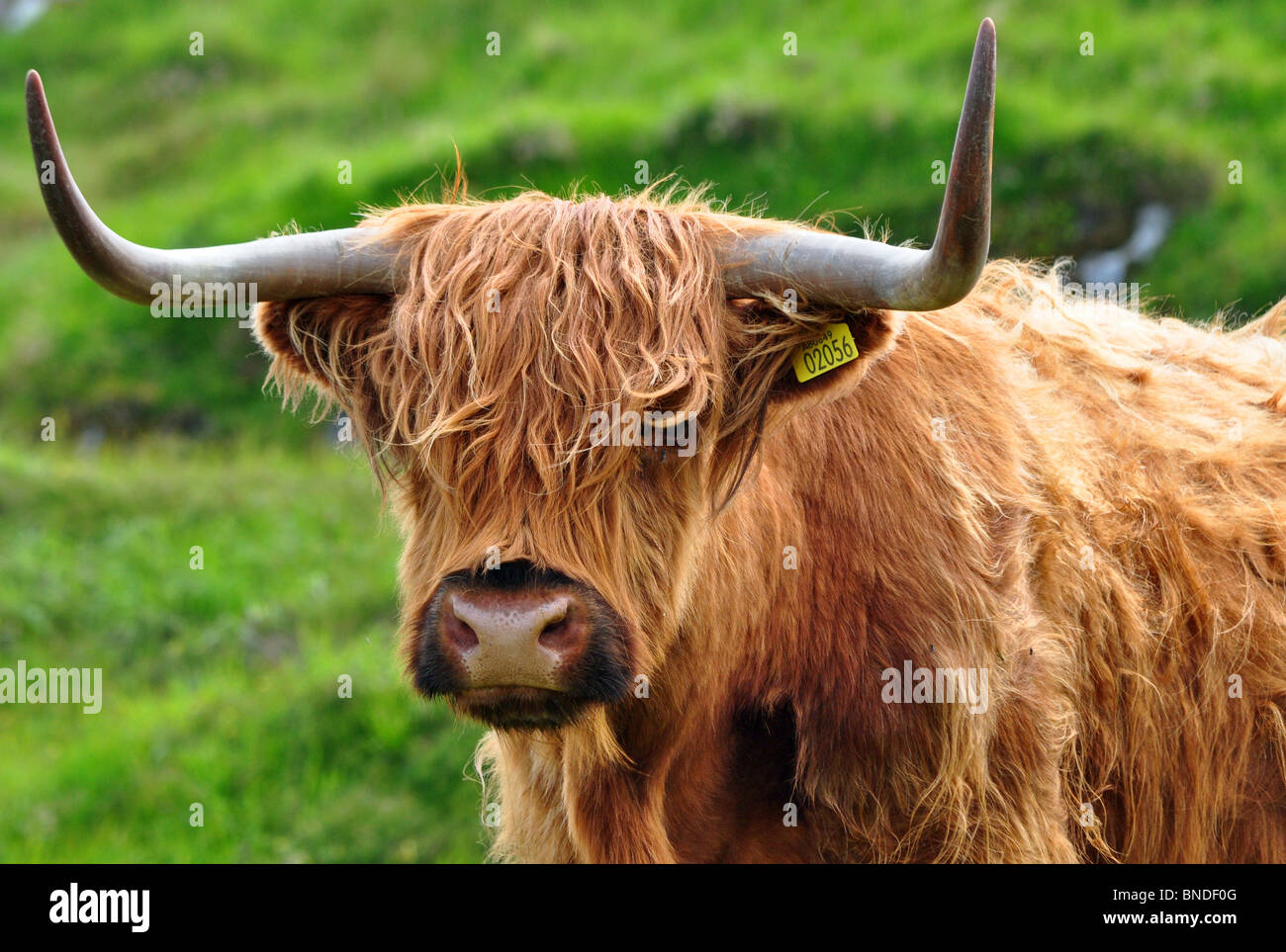 South Uist, Outer Hebrides: Highland cow Stock Photo - Alamy