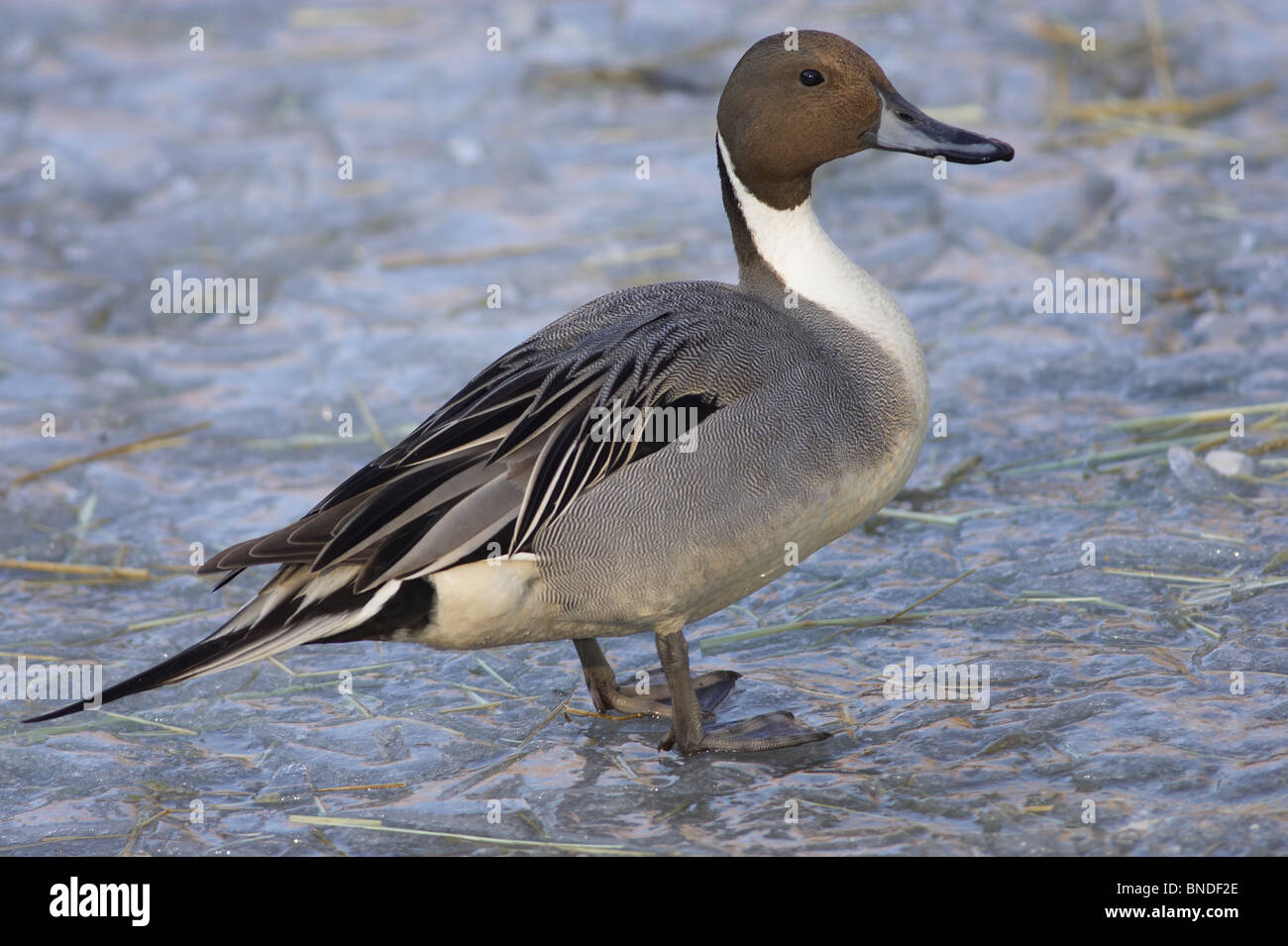 Northern pintail duck drake standing hi-res stock photography and ...