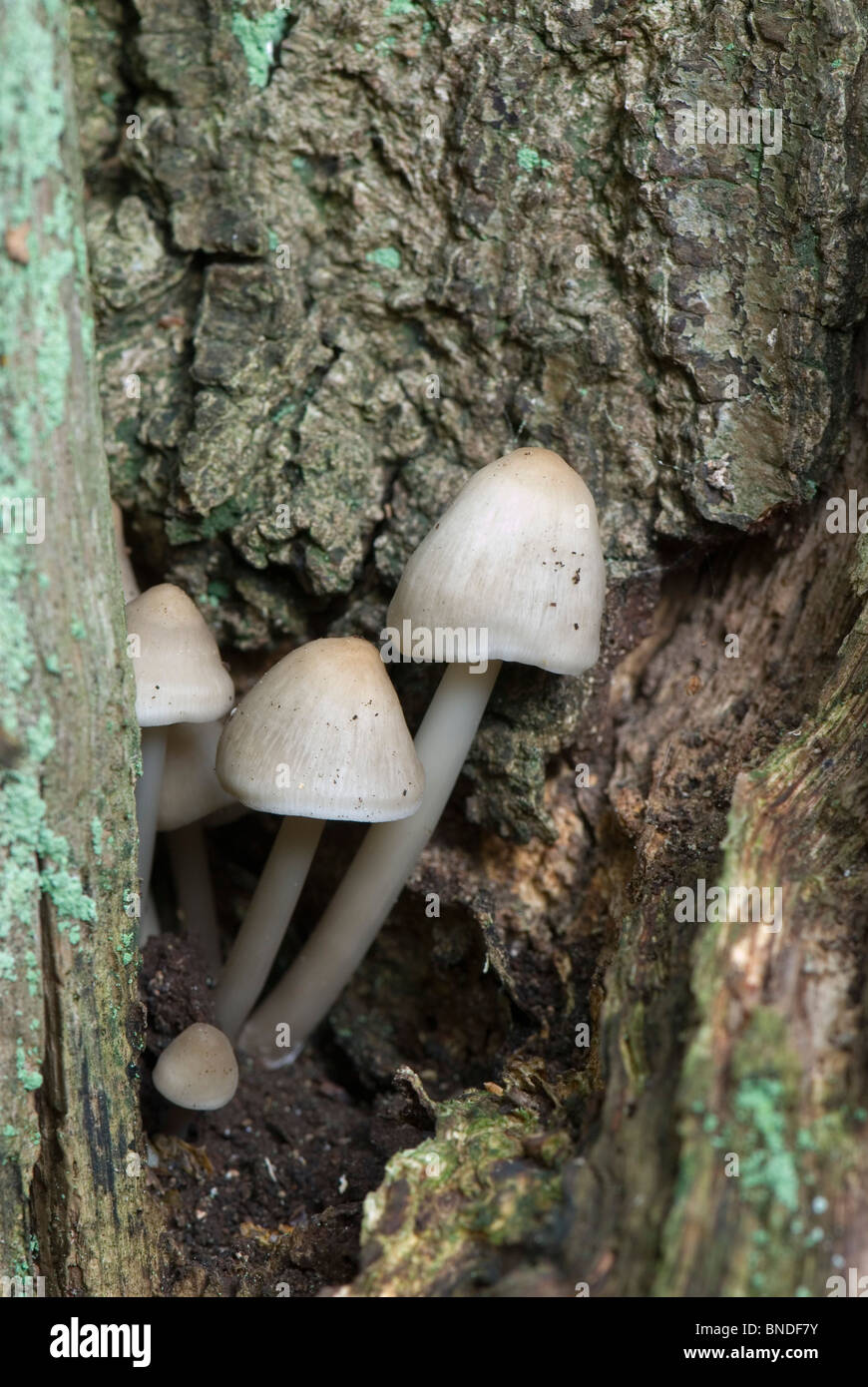 Ancient fungi hi-res stock photography and images - Alamy