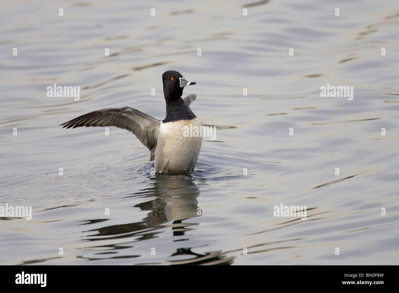 Adult male Ring-necked Duck beating its wings Stock Photo - Alamy