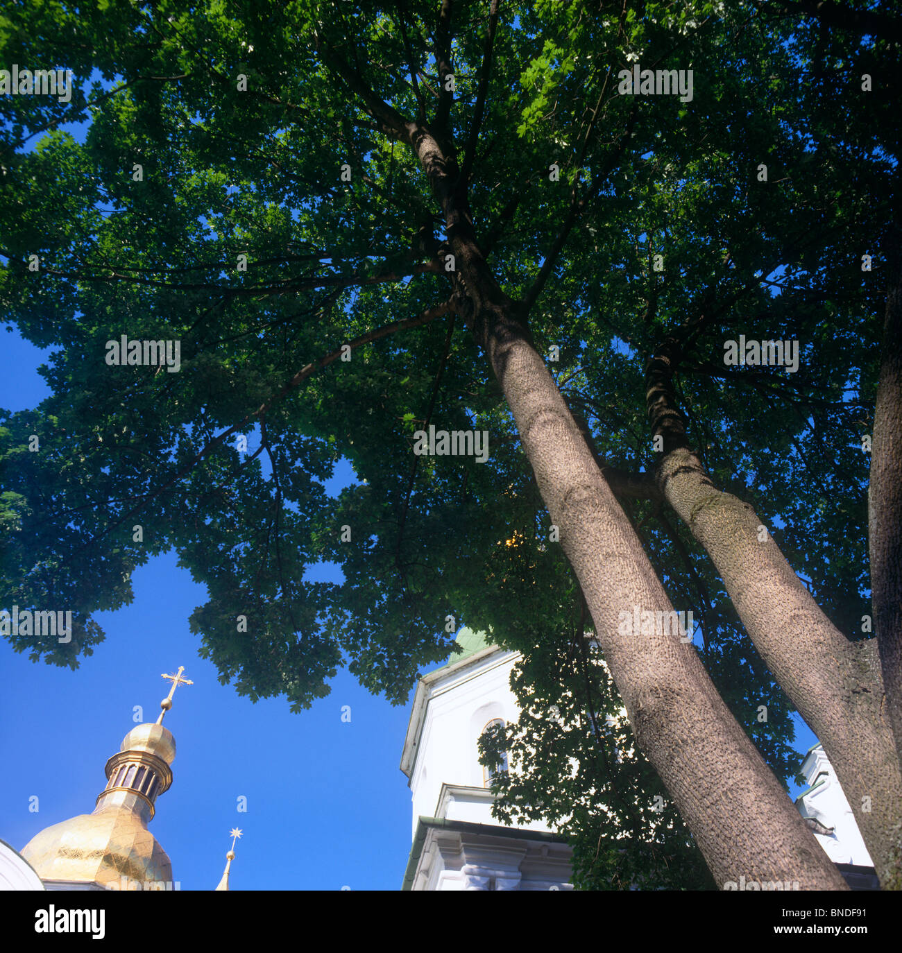 Trees and domes Stock Photo - Alamy