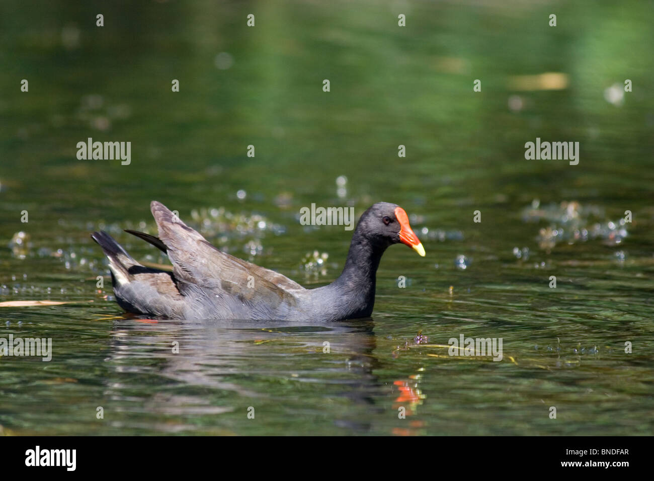 Dusky Moorhen (Gallinula tenebrosa), Australia Stock Photo - Alamy