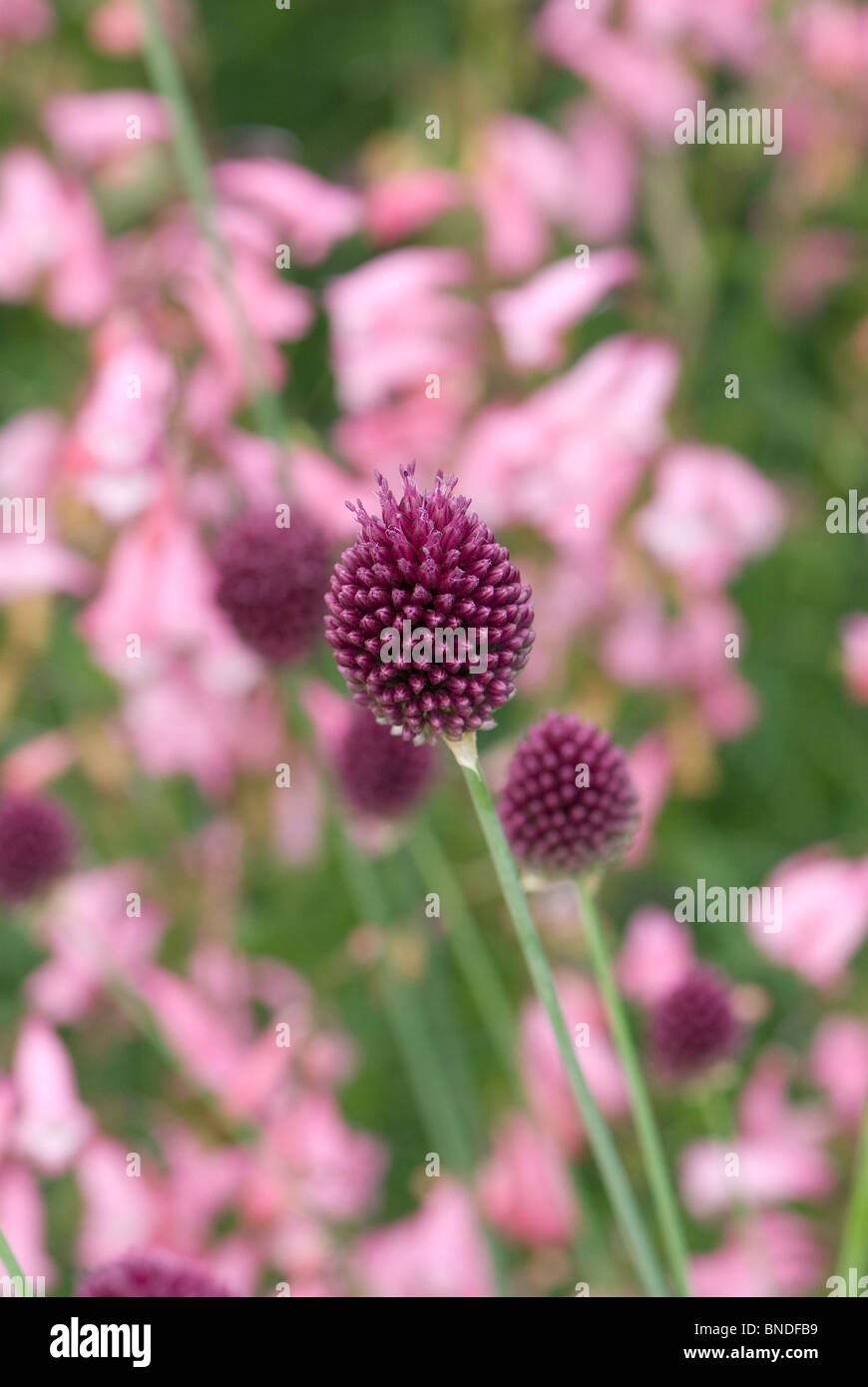 Allium border hi-res stock photography and images - Alamy
