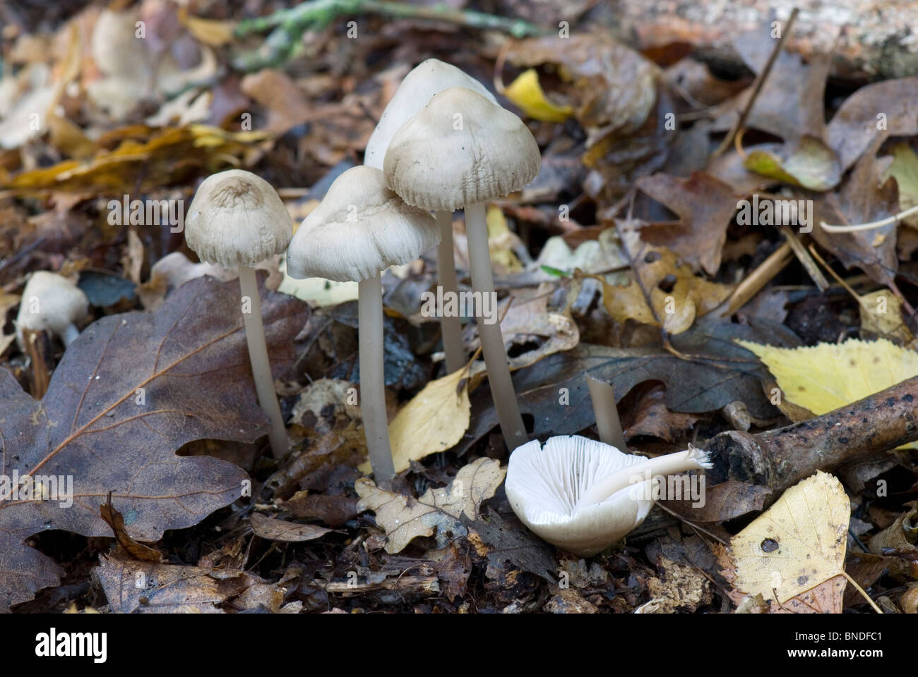 Woodland fungi - autumn in England Stock Photo - Alamy