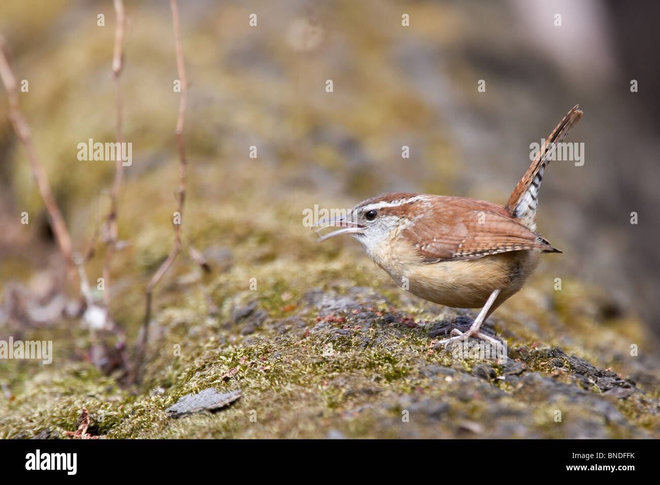 Carolina Wren perched on a moss covered limb Stock Photo - Alamy