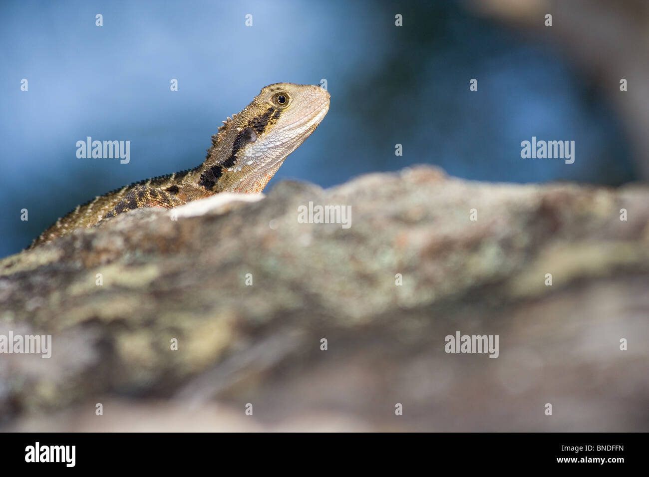 Australian Water Dragon (Physignathus lesueurii) on a rock Stock Photo ...