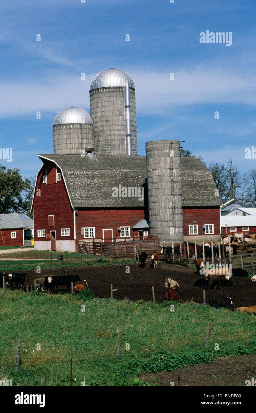 Herd of cows in a farmhouse, Iowa, USA Stock Photo - Alamy