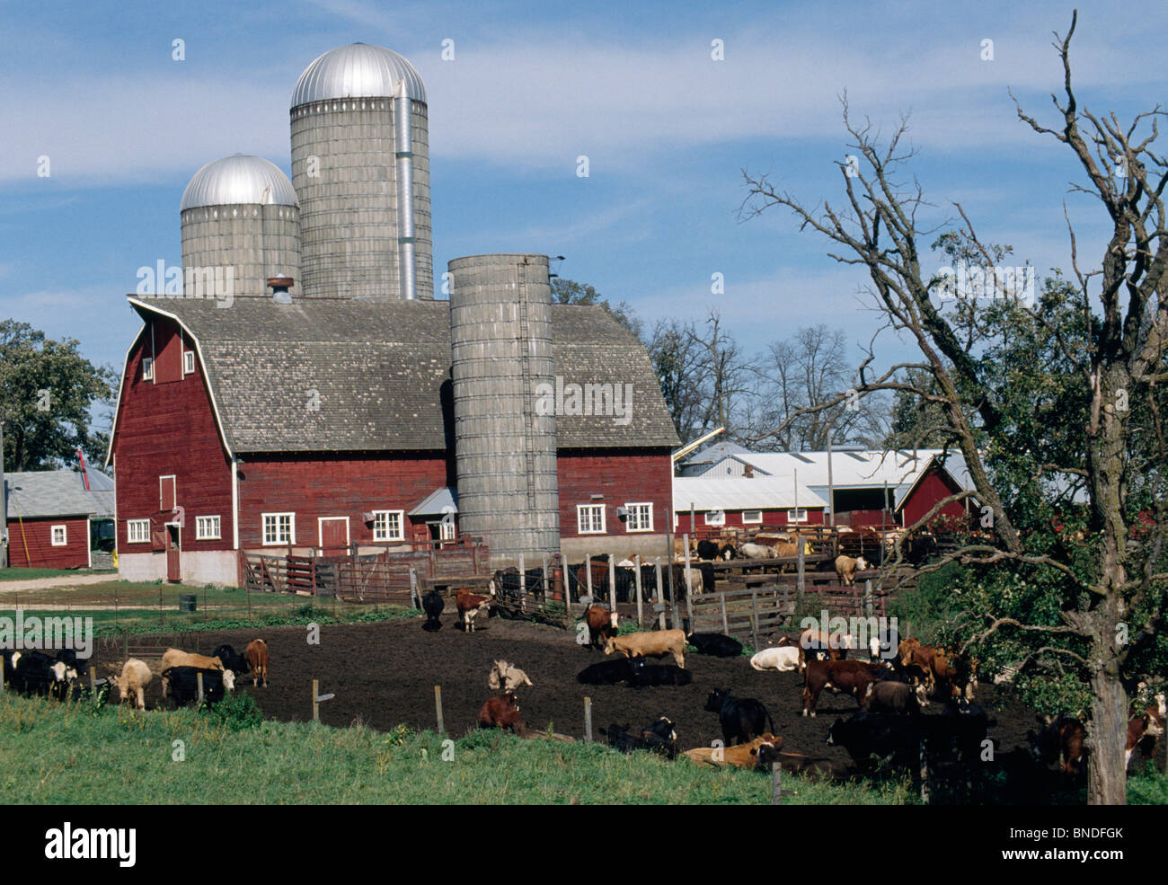 Herd of cows in a farmhouse, Iowa, USA Stock Photo - Alamy