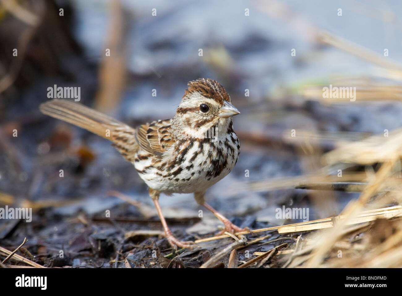 Swamp sparrow hi-res stock photography and images - Alamy