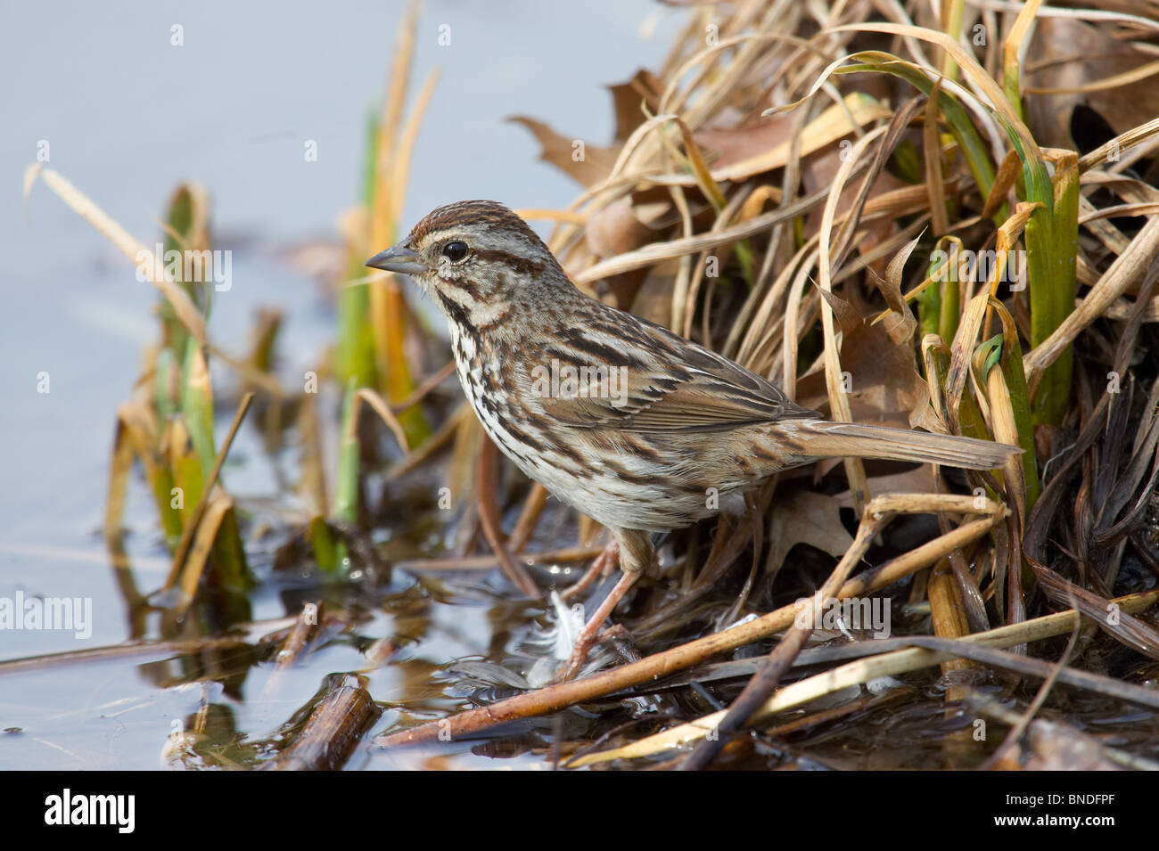 Swamp Sparrow High Resolution Stock Photography and Images - Alamy
