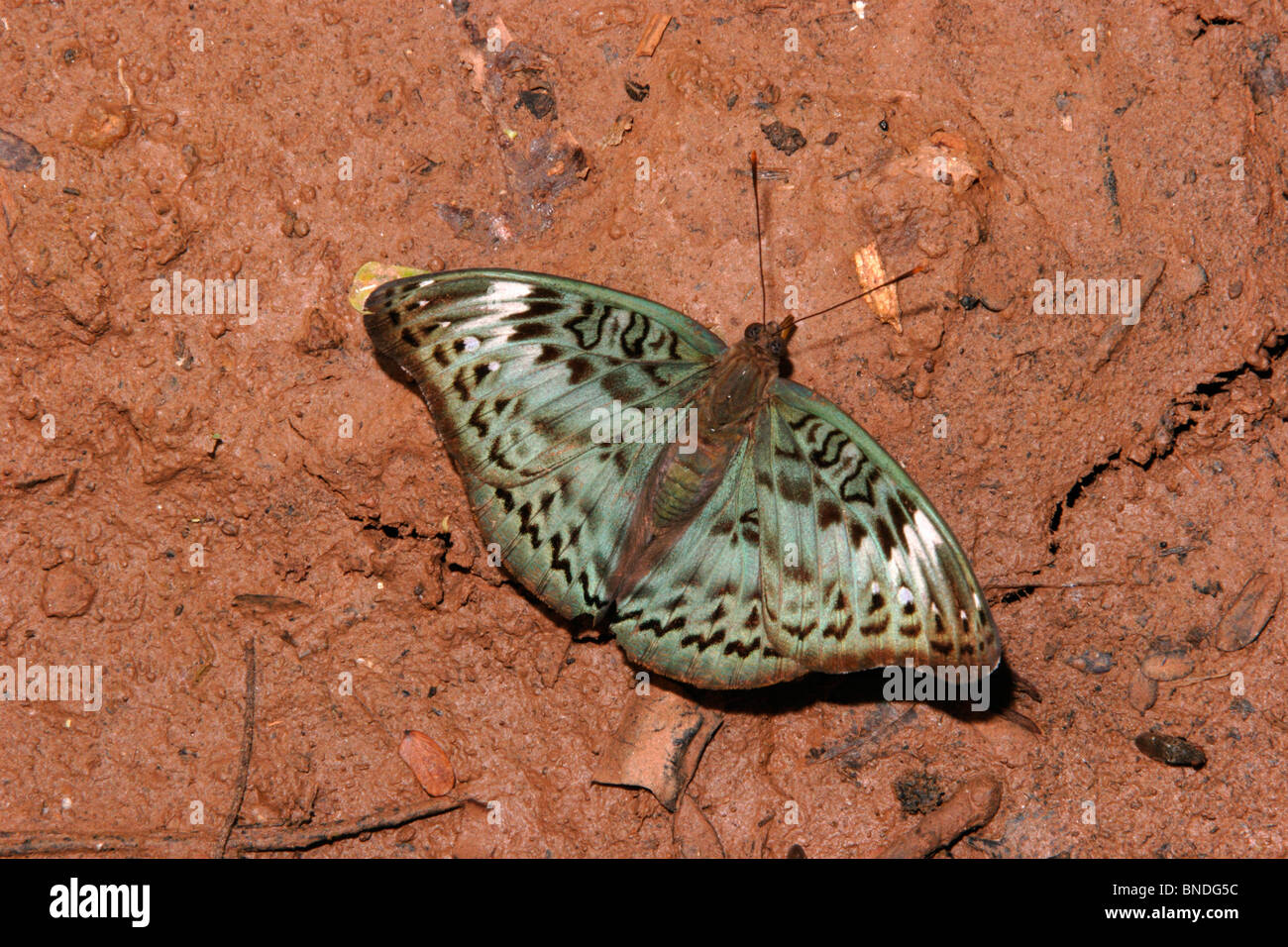 Euryphura chalcis hi-res stock photography and images - Alamy