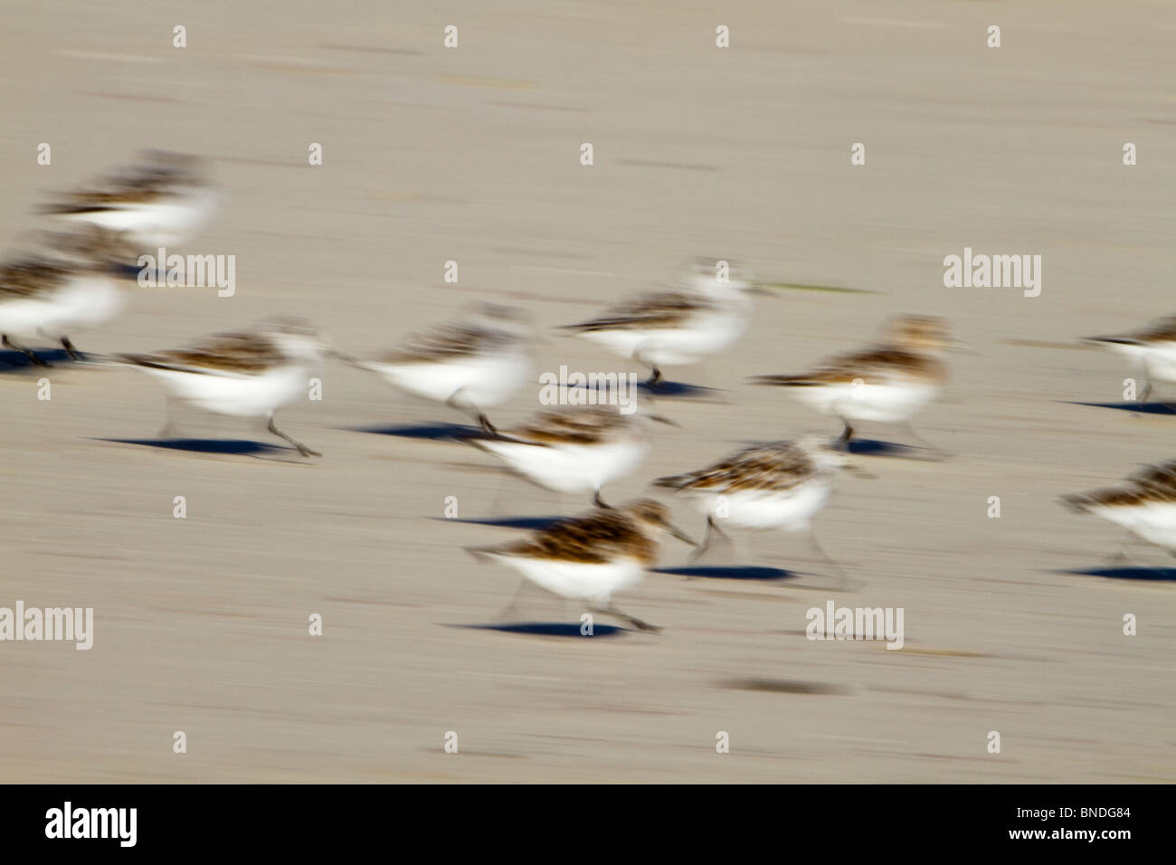 Sanderling; Calidris alba; running on a Cornish beach Stock Photo - Alamy