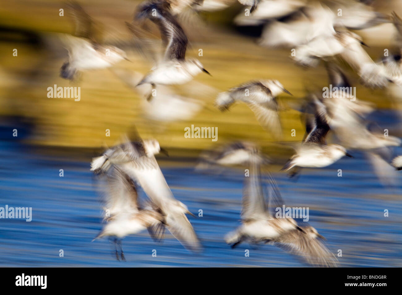 Sanderling; Calidris alba; flock in flight Stock Photo - Alamy